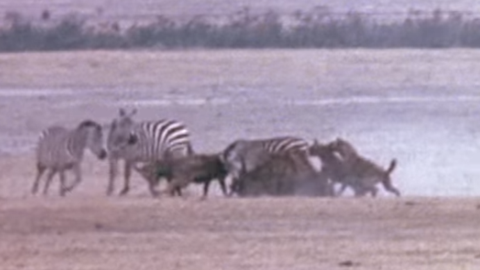Watch what happens when 10 hyenas start eating a zebra while it’s still ...