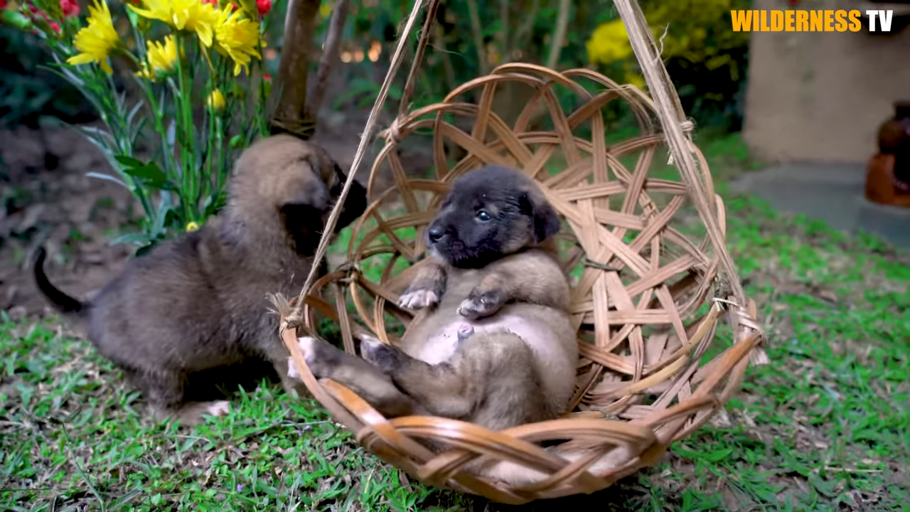 Small puppies crying for help, then they built them a warm shelter