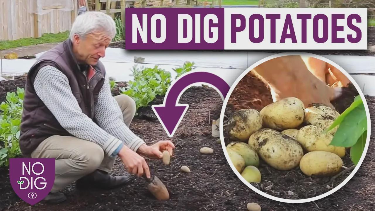 No Dig Potato Gardening: Expert tips from Charles Dowding