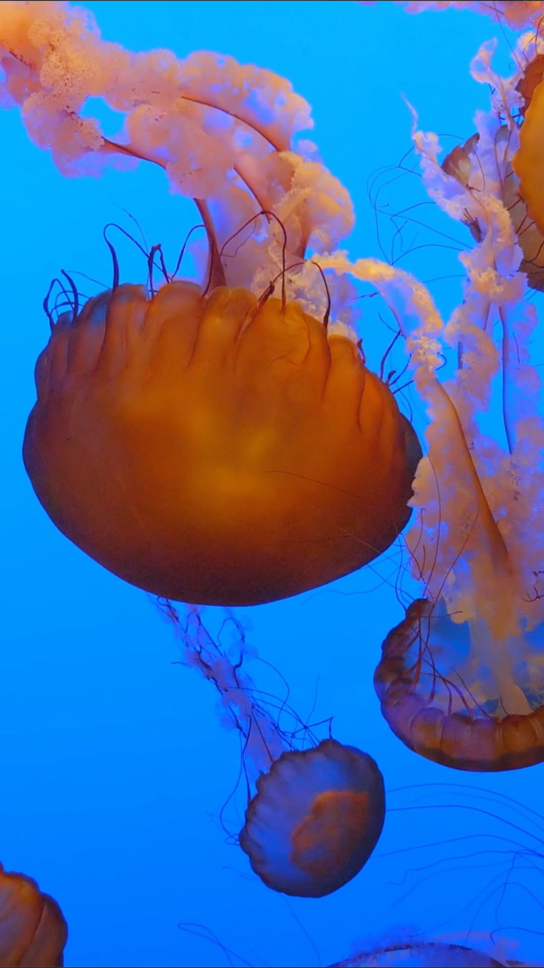 Jellyfish: Underwater shots of transparent bodies and flowing tentacles
