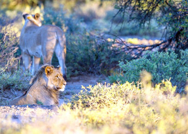 The quiet magic of the Karoo: A guide to South Africa's most authentic ...