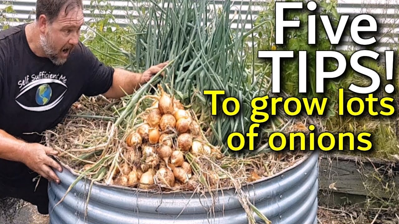 Mark’s 5 genius tips for bountiful onions in raised beds | Self ...
