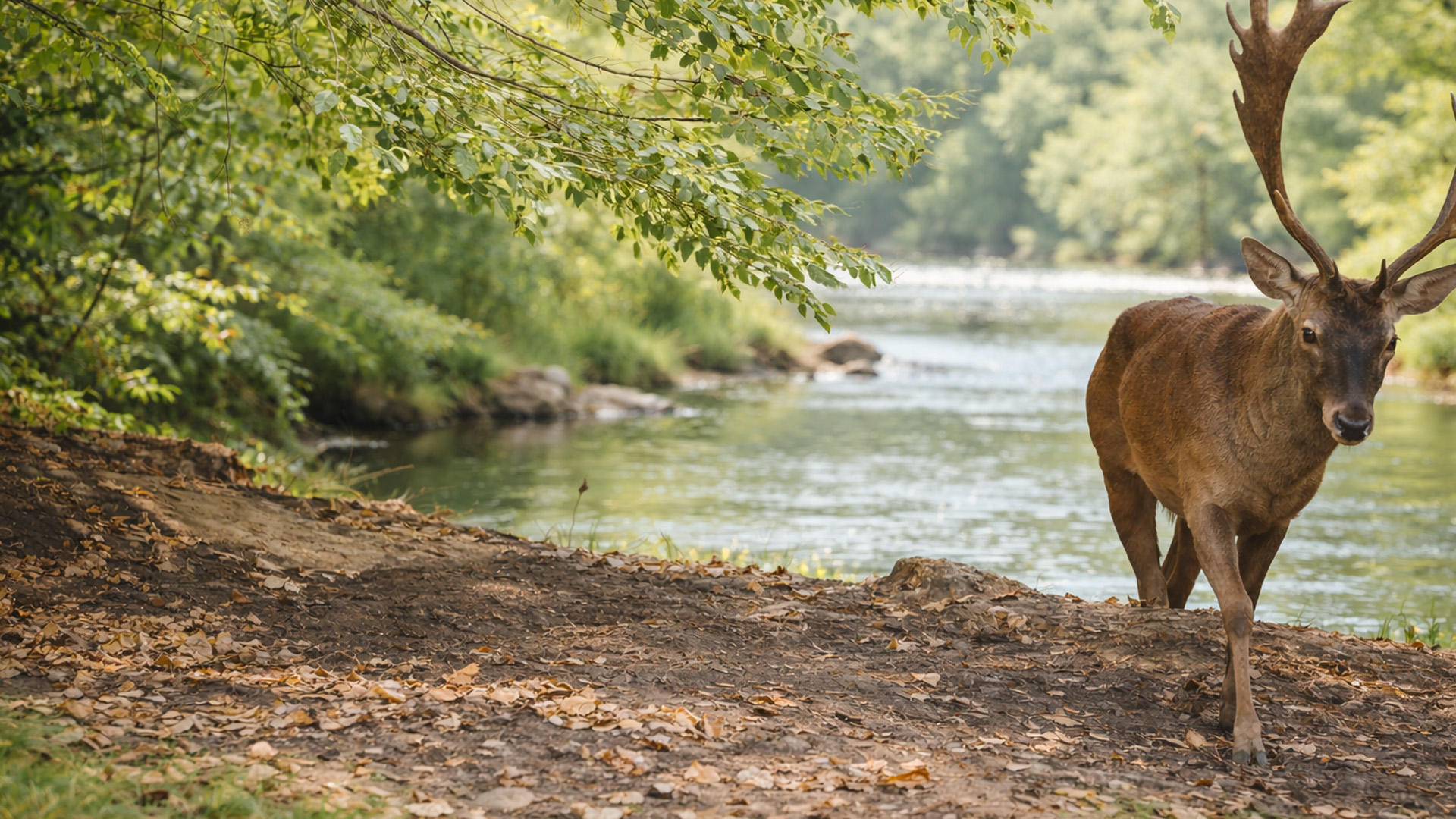 Verborgen camera legt een hert vast dat langs een rustige rivier loopt