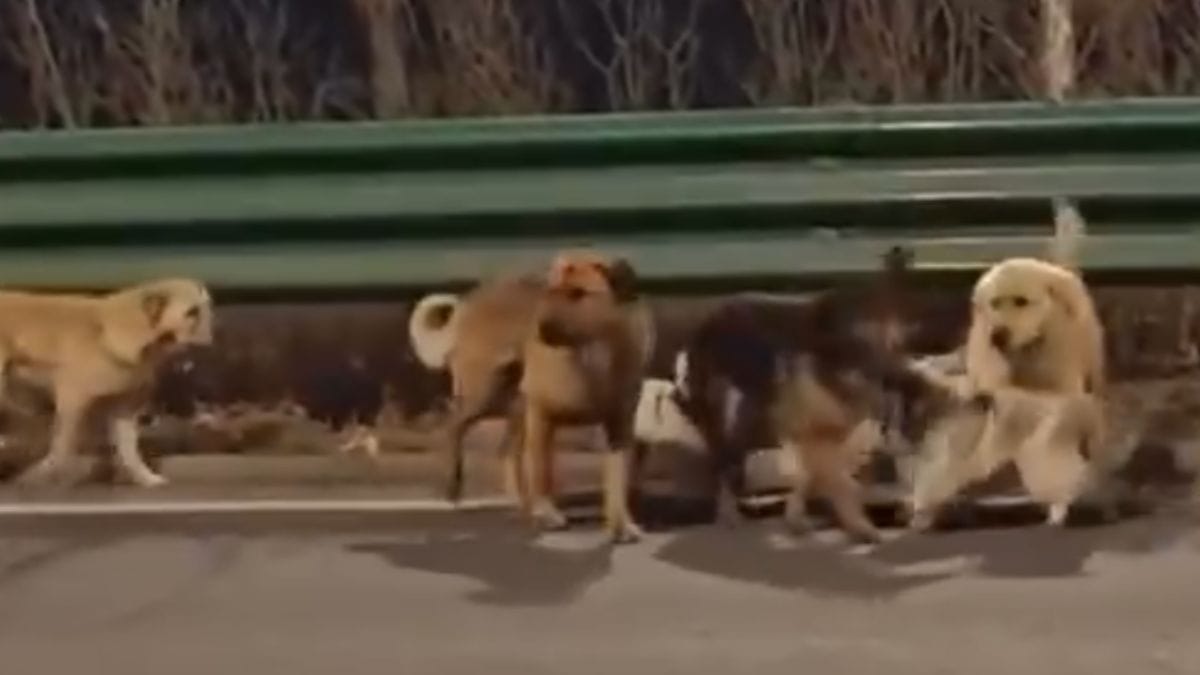Seven missing dogs make an incredible 10-mile journey home