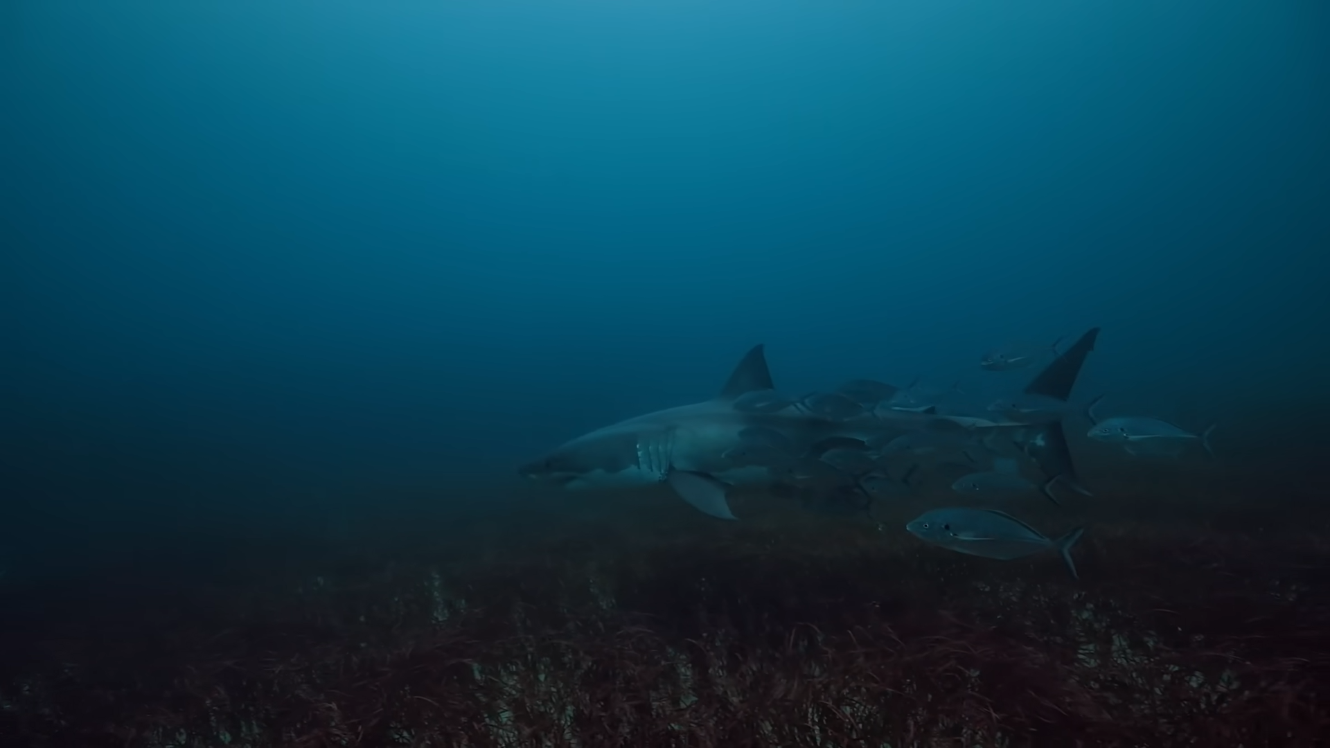 They thought sharks would never reach here until now