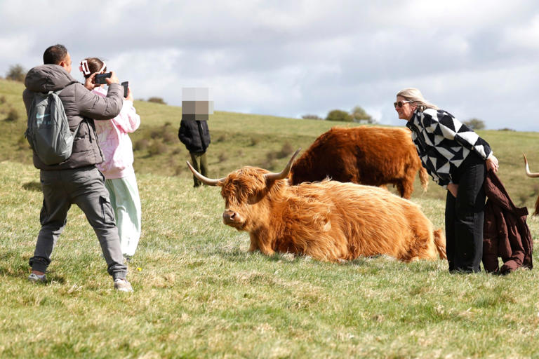 Tourists ignore signs to stay back to grab selfies with Highland cows