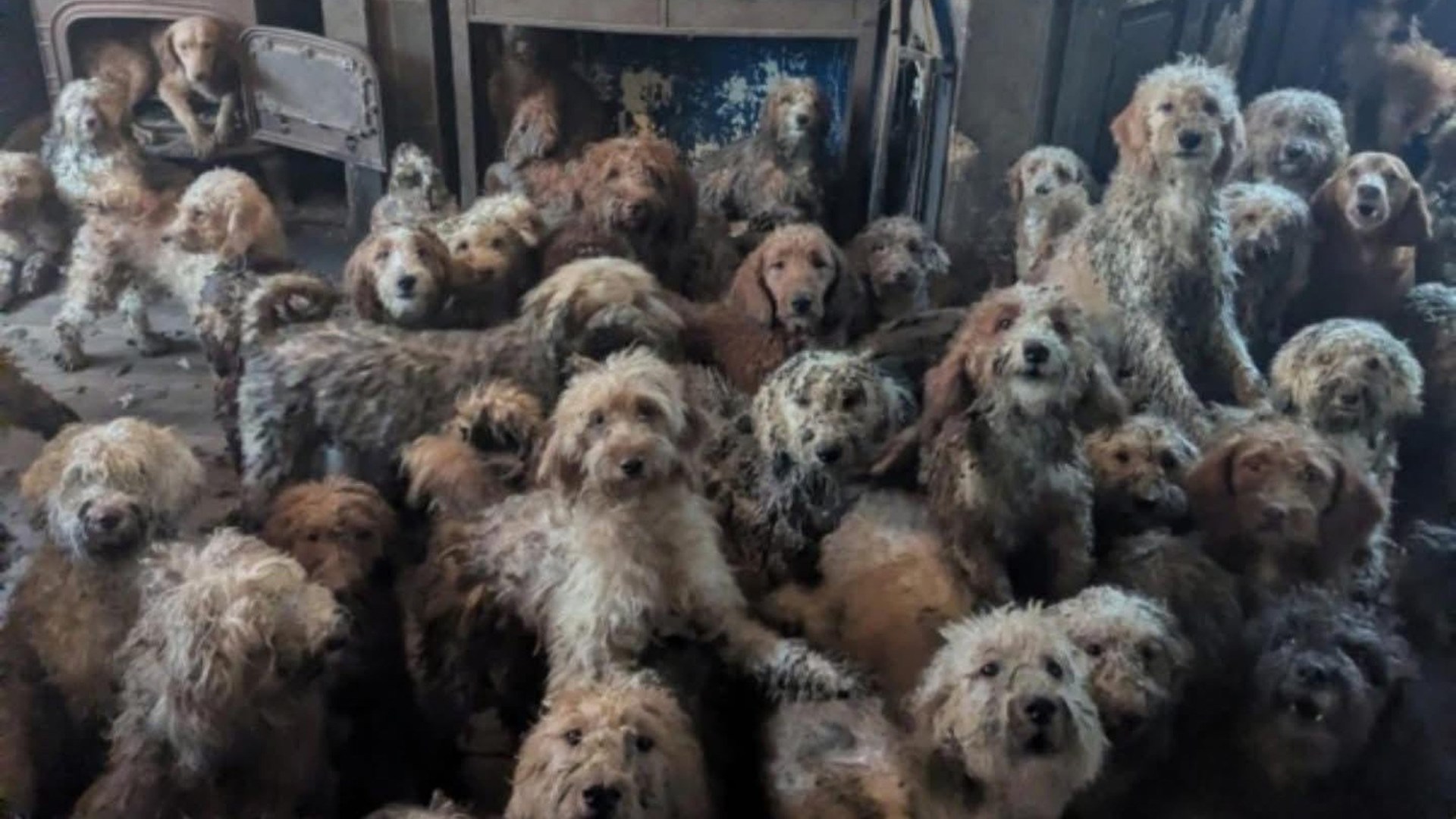Incredible makeover for 250 dogs found in just one home