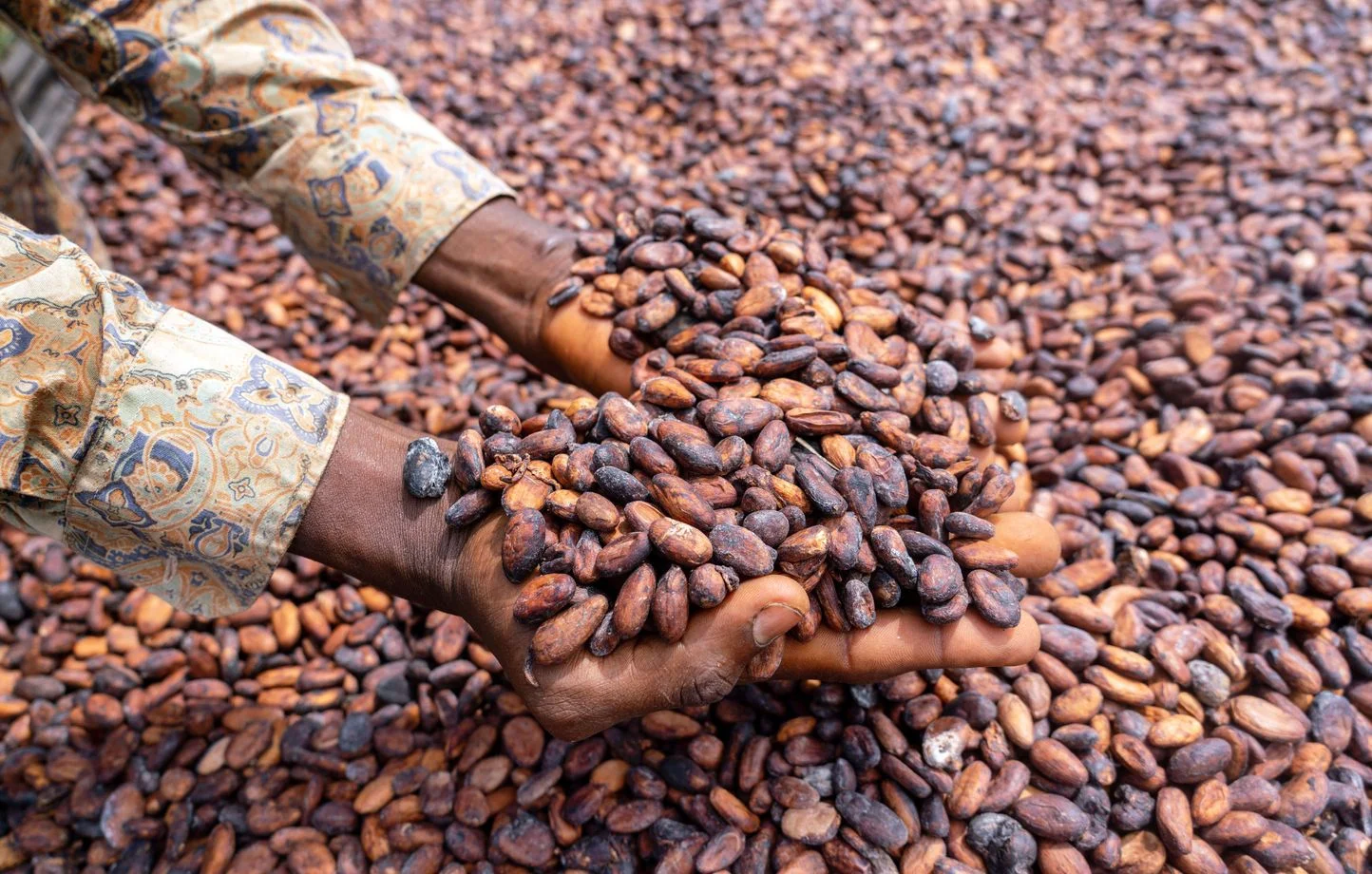 Cameroun : le kg de cacao retombe à 1500 Fcfa en moins de deux semaines ...