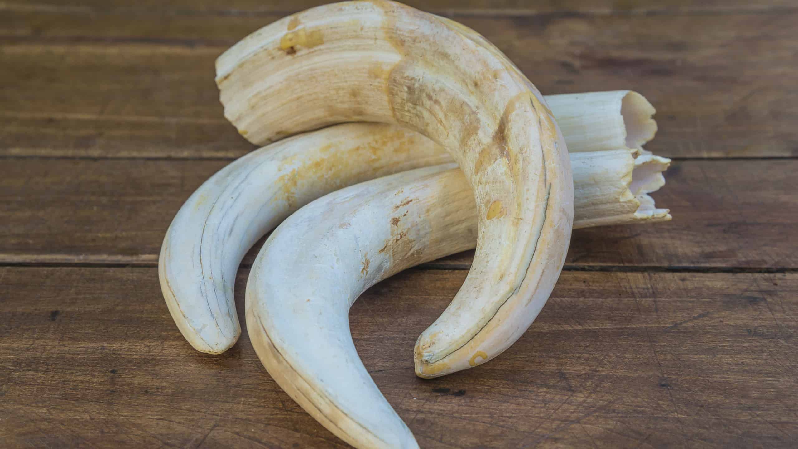 10 souvenirs you can't bring to Canada from abroad