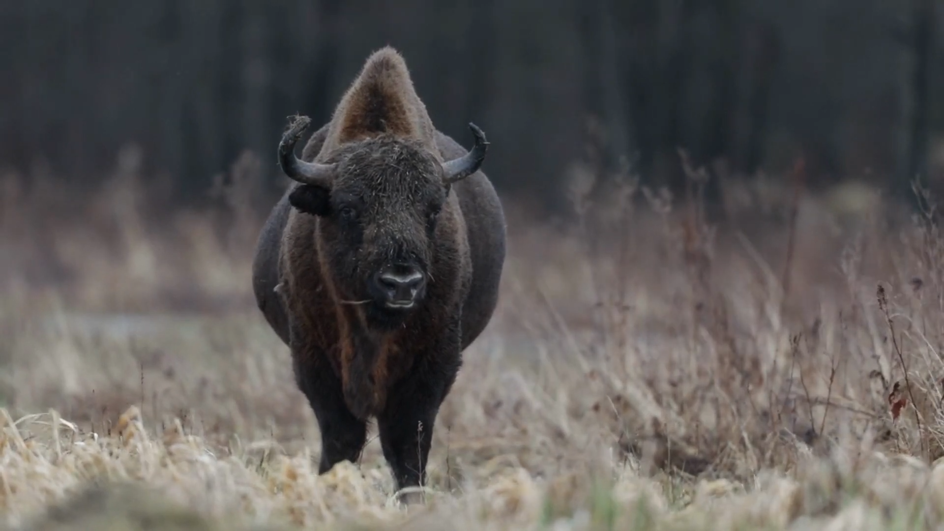 Watch what happens when a 1,300 lb bison enters the forest