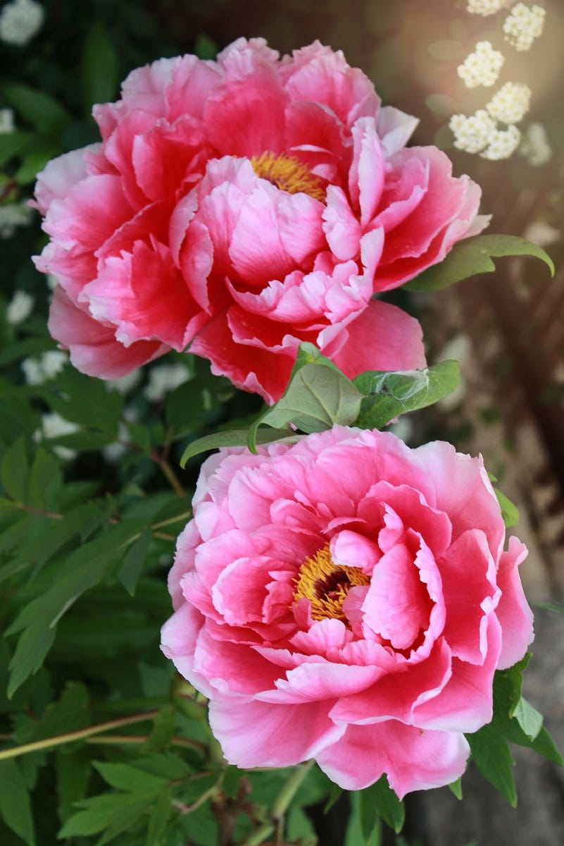 Nostalgic flowers to add to your garden: 12 your grandparents grew ...