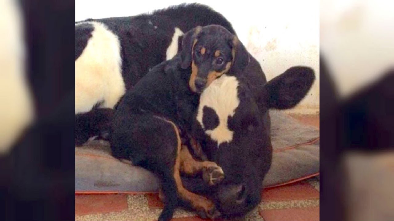 Abandoned puppy and veal calf form inseparable bond and overcome their ...