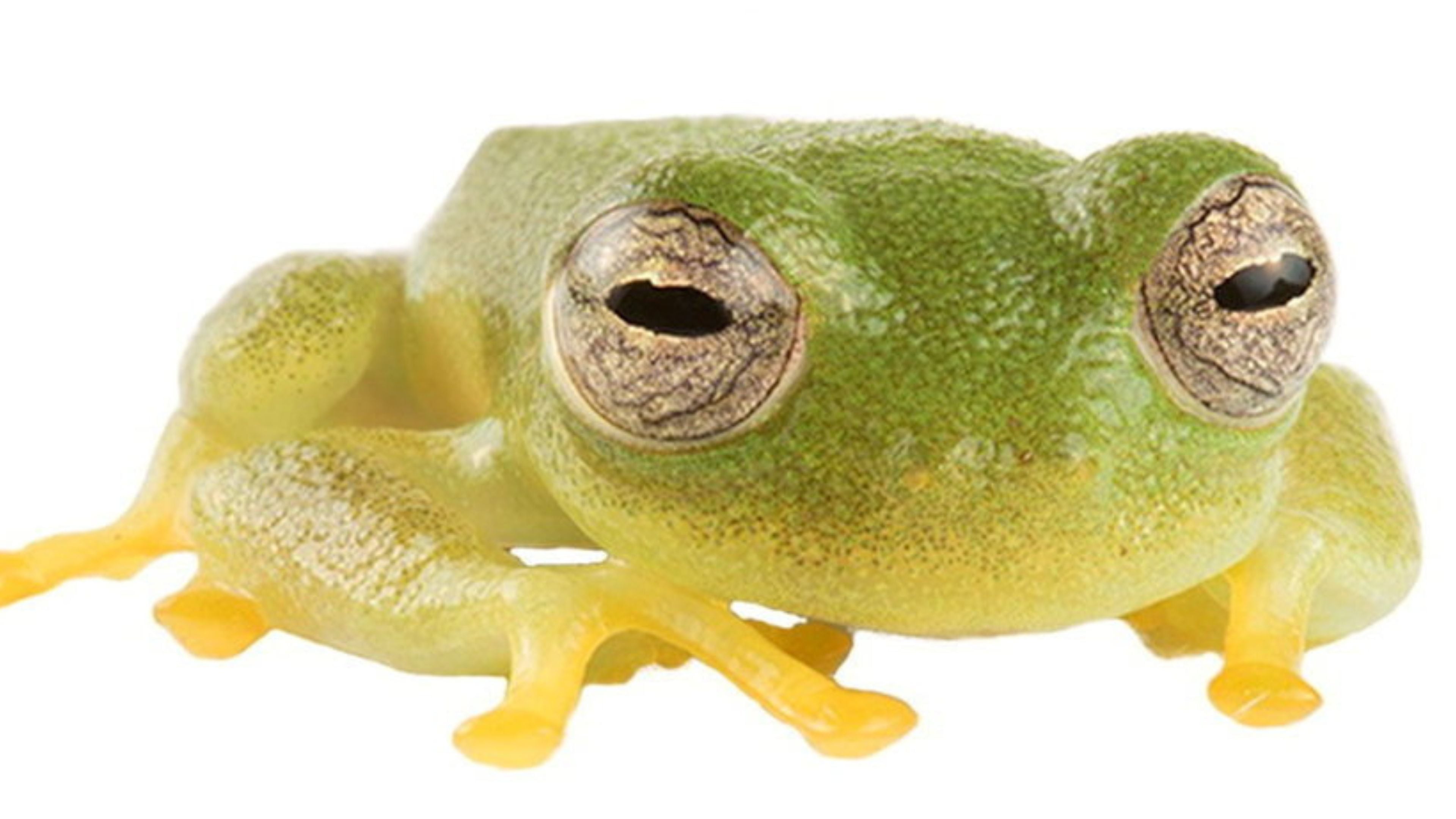 Newly discovered frog species named after Olympic champion