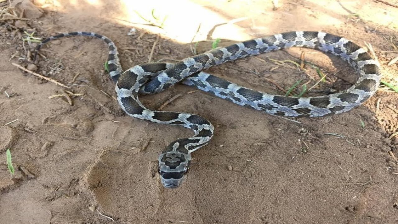Hipster snake is born with sunglasses and an ironic mustache