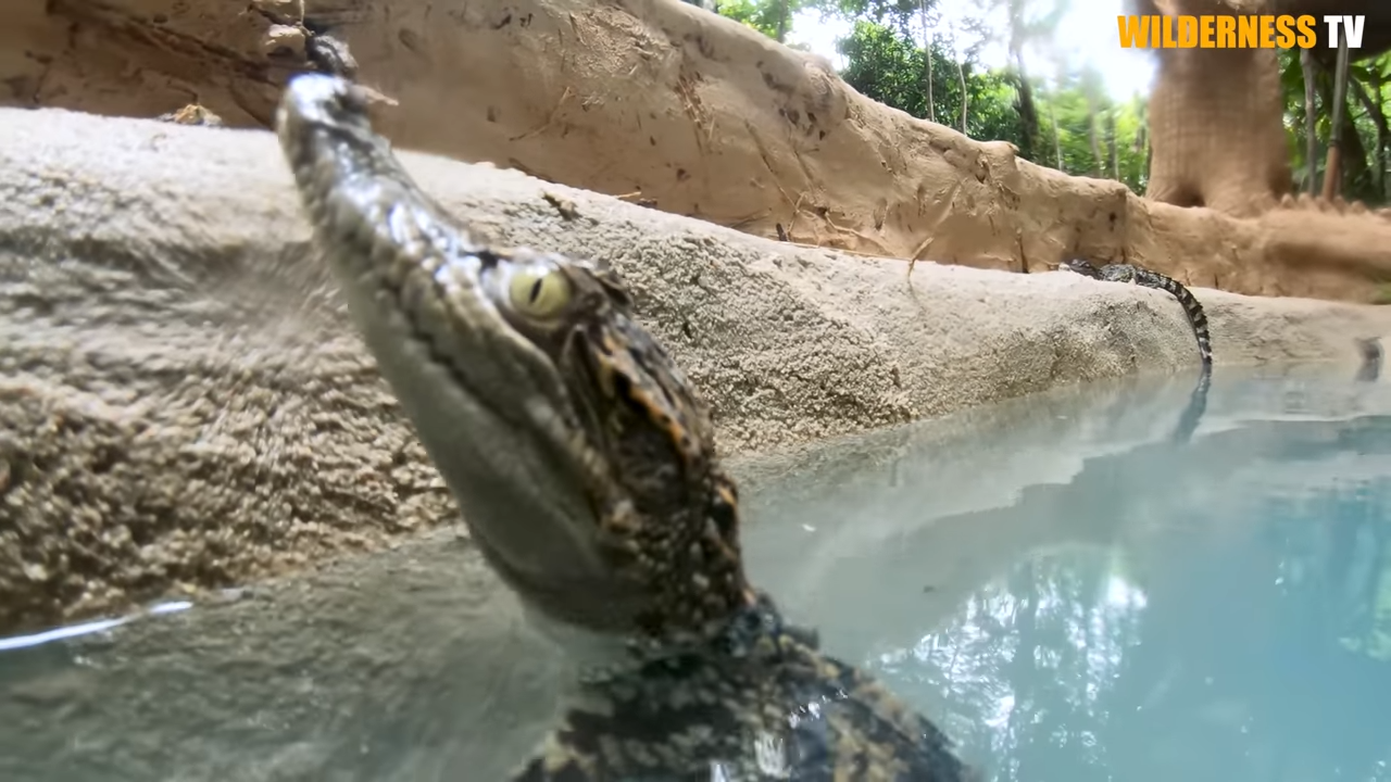 Watch small fish and scared crocodiles finally rest in a protected pond ...