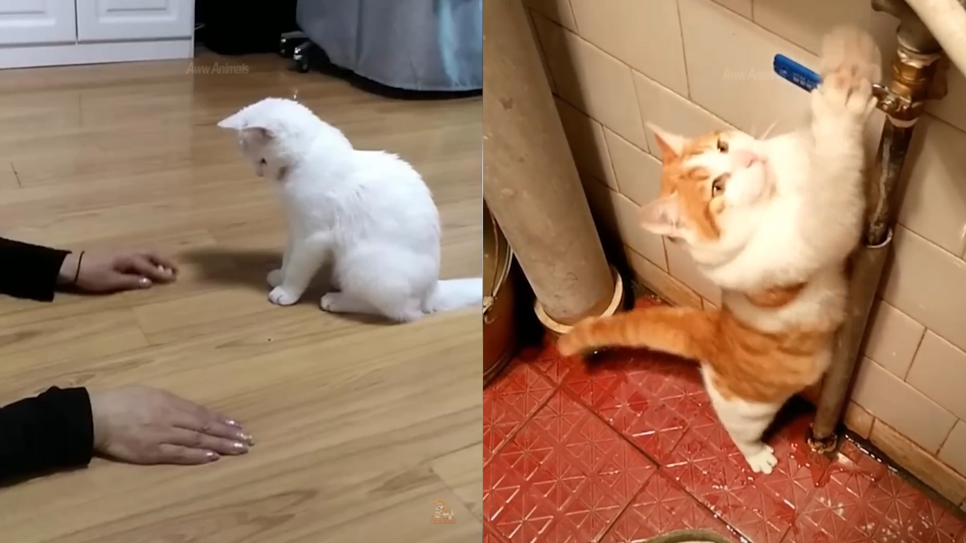 Curious cats in funny little home moments