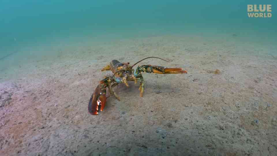 Beneath the surface: Strange creatures crawl with armor and hidden weapons