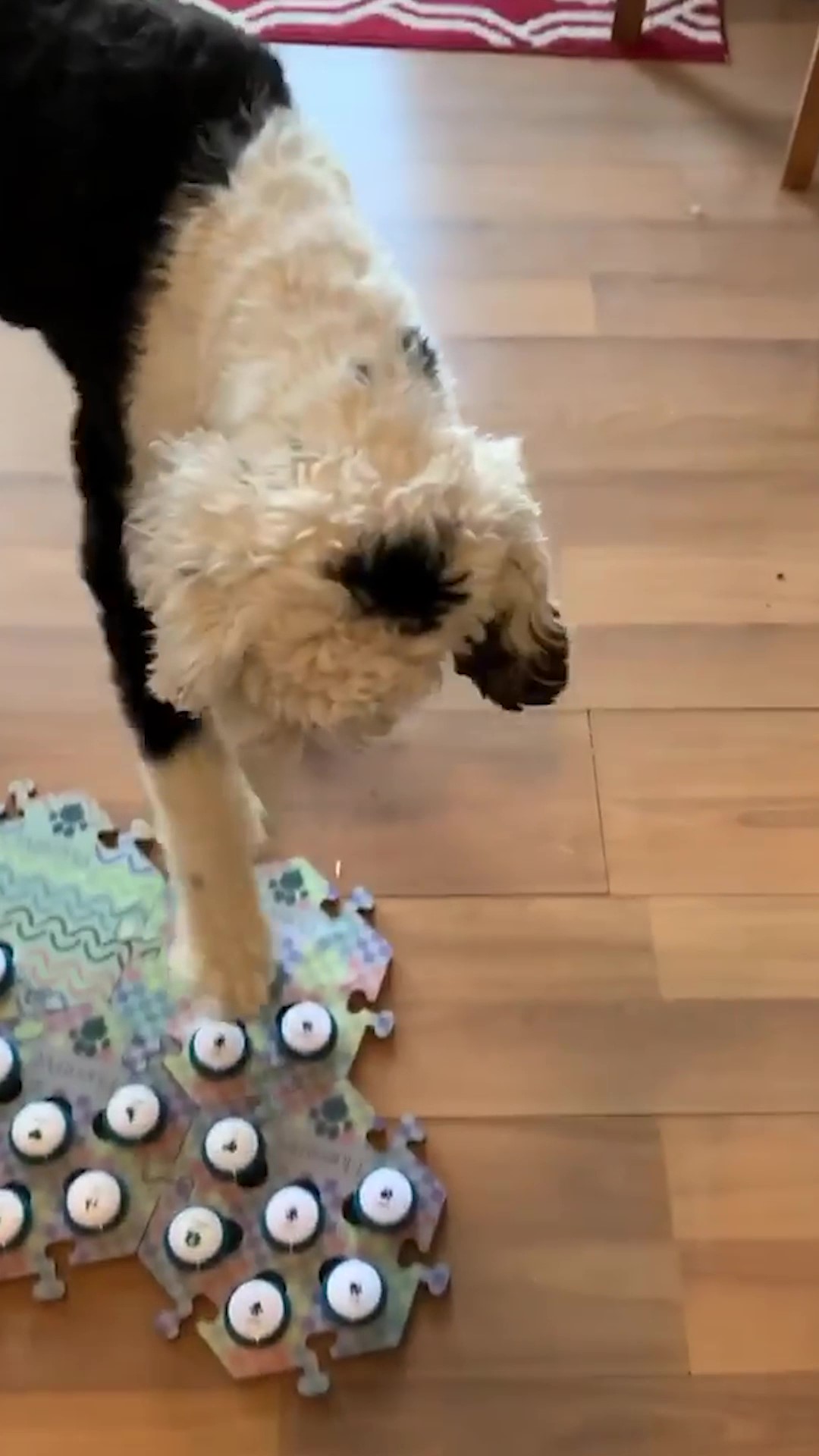 Testing my talking dog’s memory
