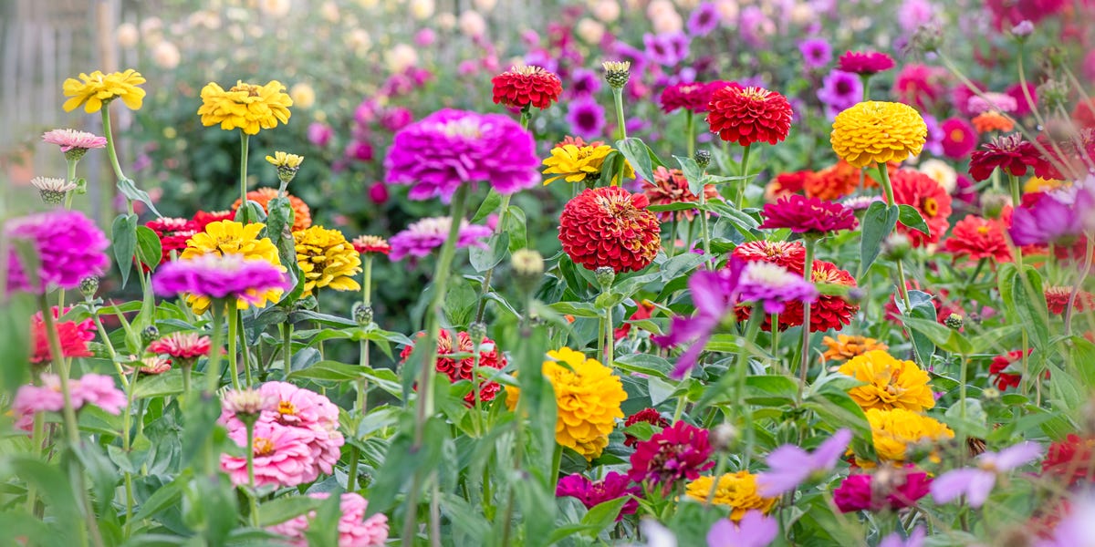 Experts say to plant these 5 flowers now for a colorful summer garden