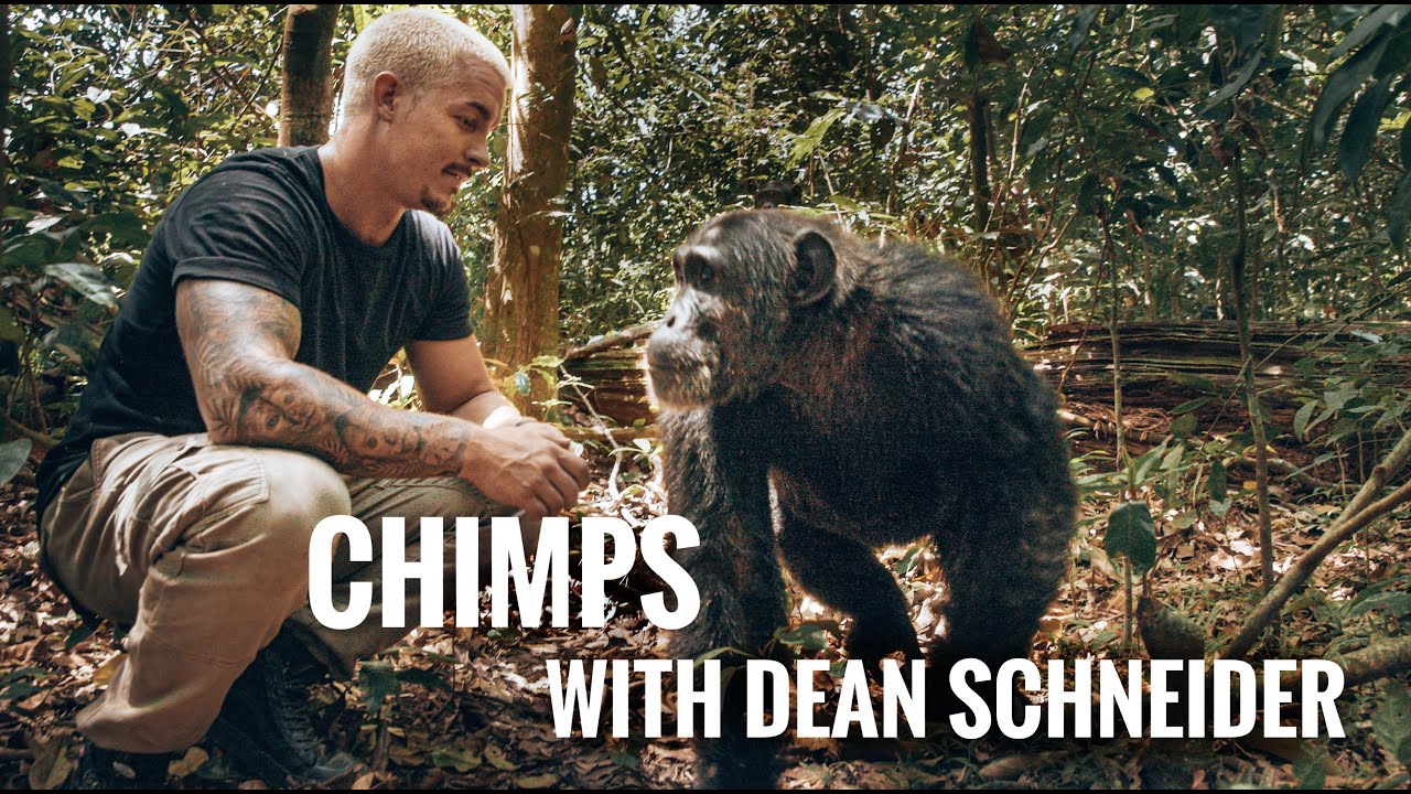 I met amazing chimps in Uganda! 🐒