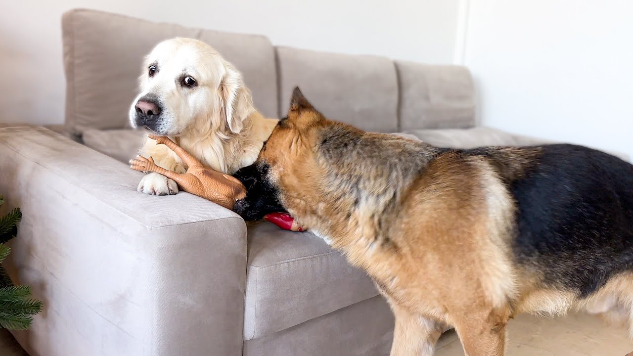 German shepherd steals toy from golden retriever