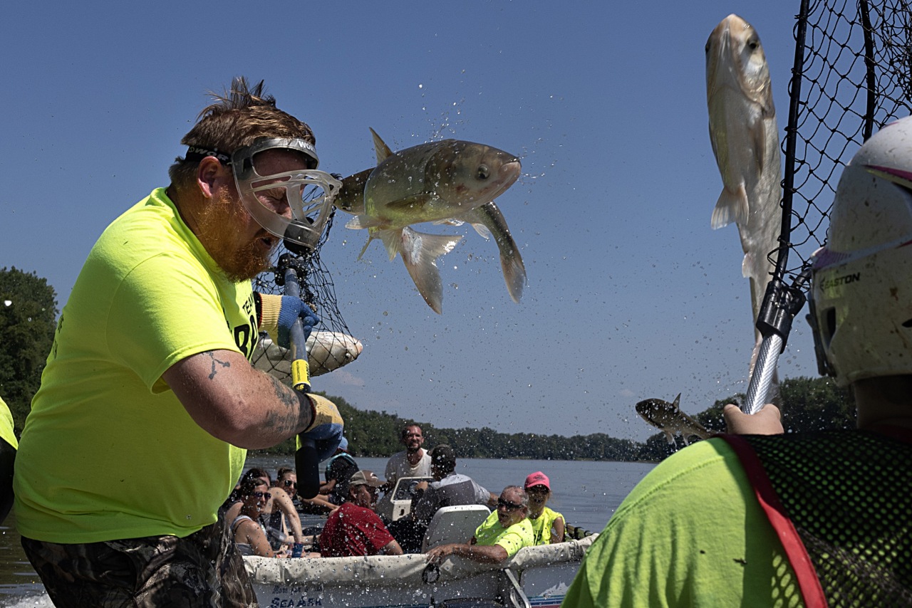 Humans are stepping up their fight against flying carp