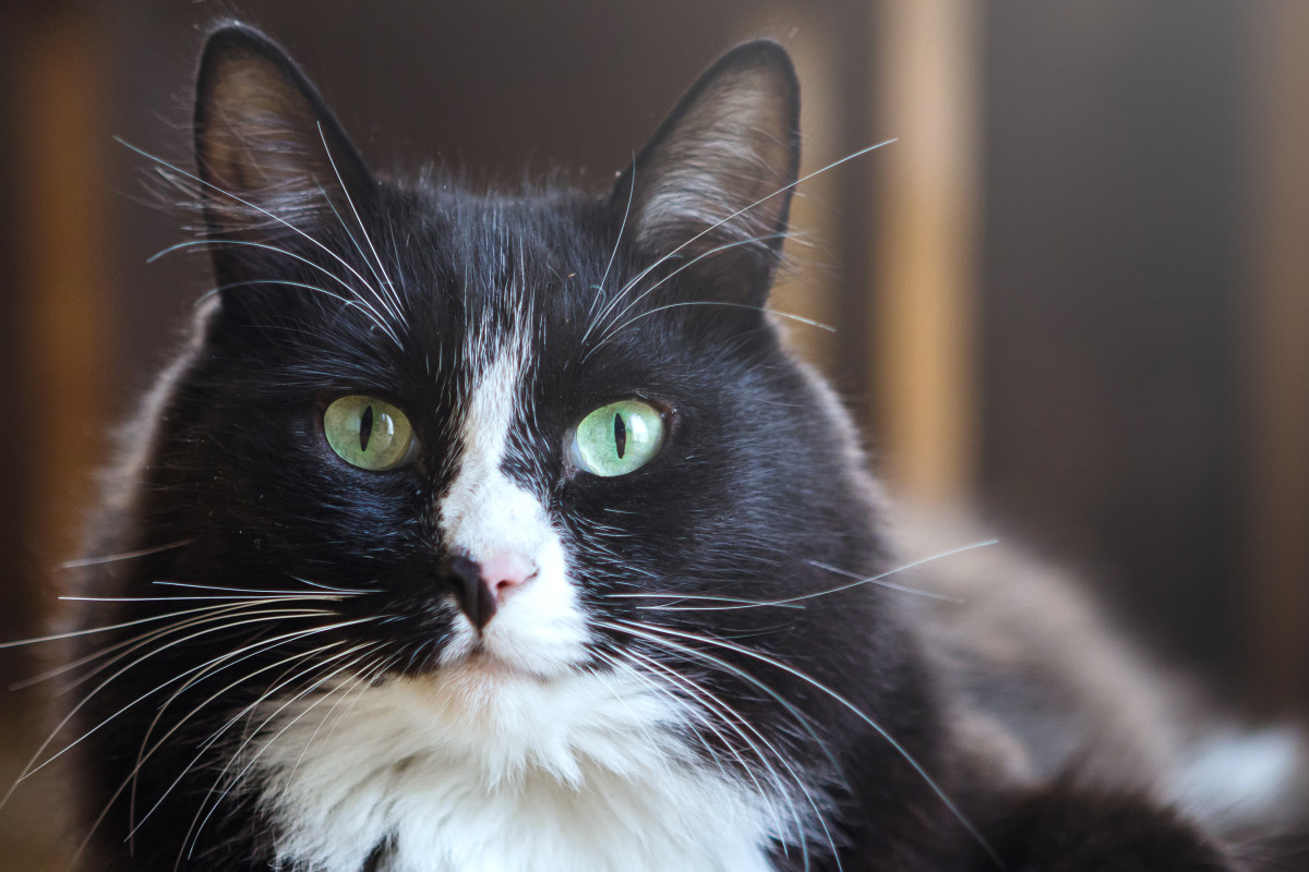 Funny cat's 'chain smoker' get-up has the internet rolling with laughter
