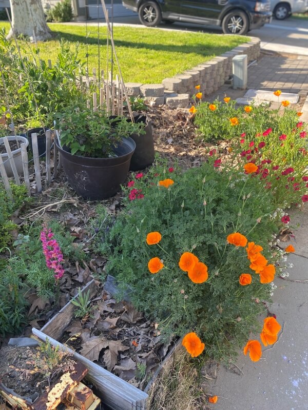 Homeowner shares side-by-side photos of neighborhood yards: 'One is ...