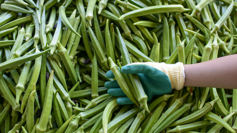 8 herbs and veggies you'll want to grow alongside okra in the garden