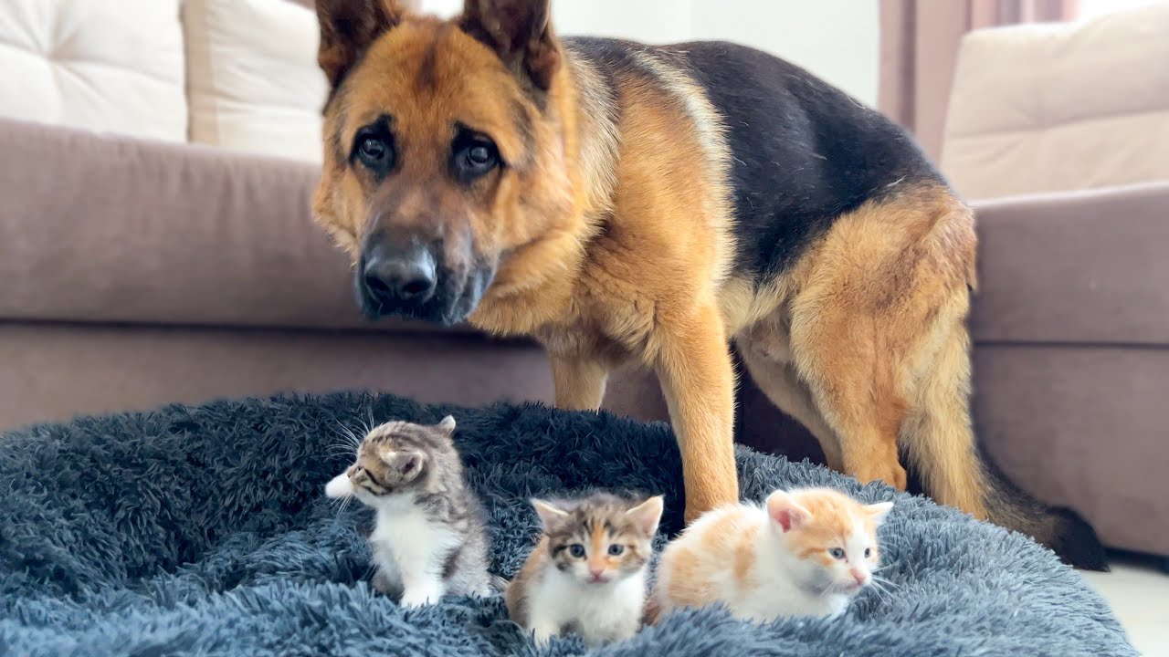 German shepherd surprised by kittens on his bed