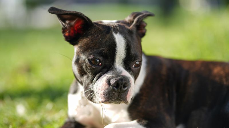 11 watchdog breeds that guard your home without being intimidating