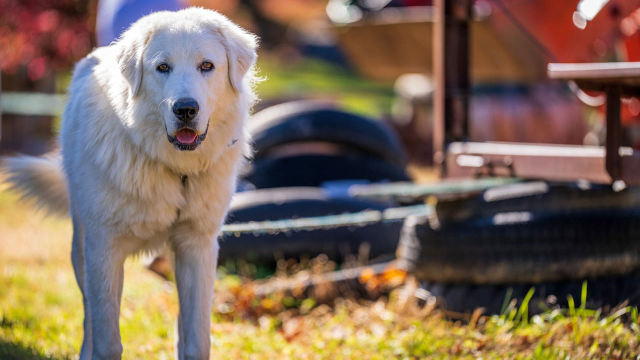 20 dog breeds that still know how to guard real property