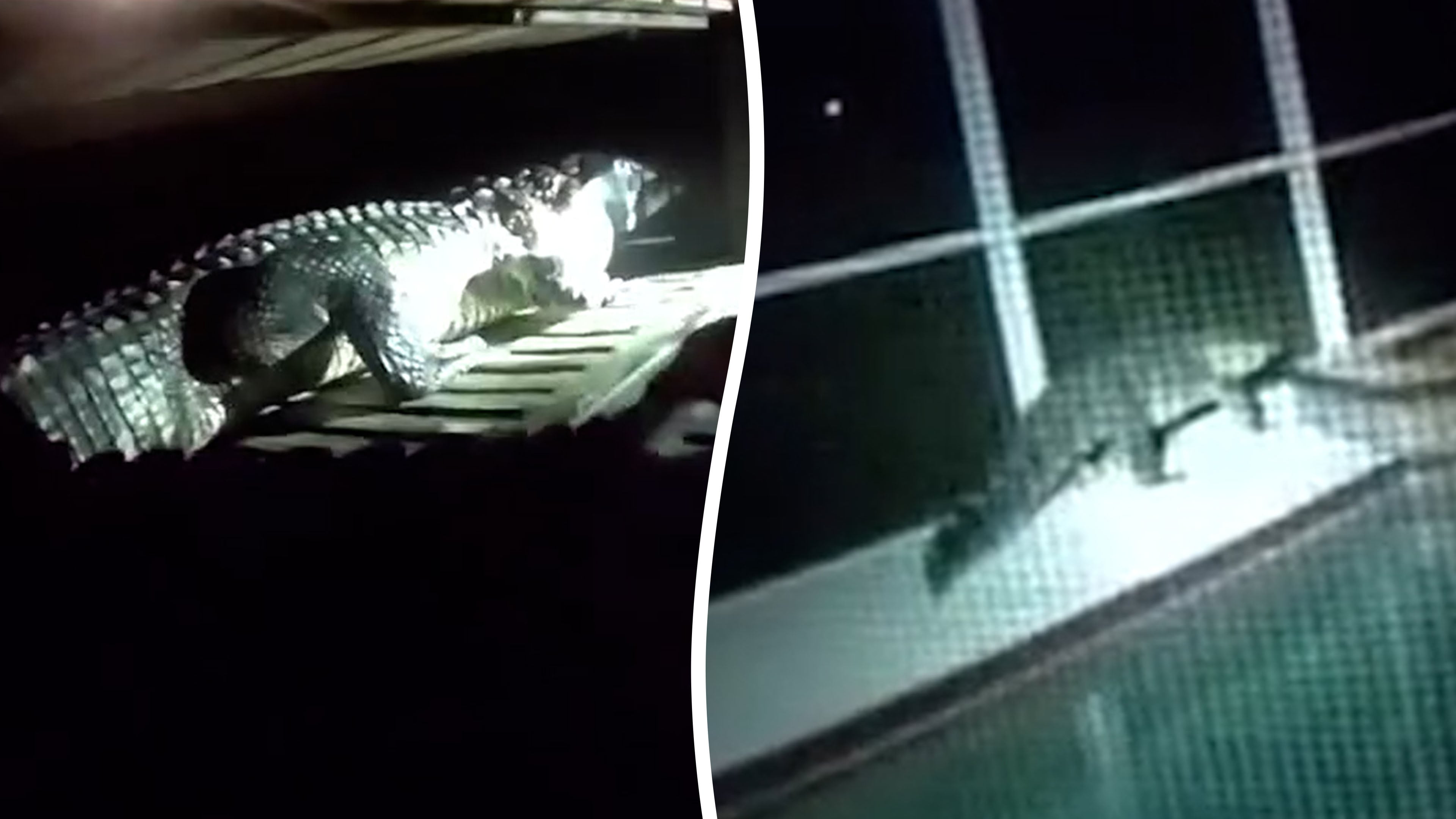 Police respond to ‘break‑in’ call in Florida - find baby alligator in ...