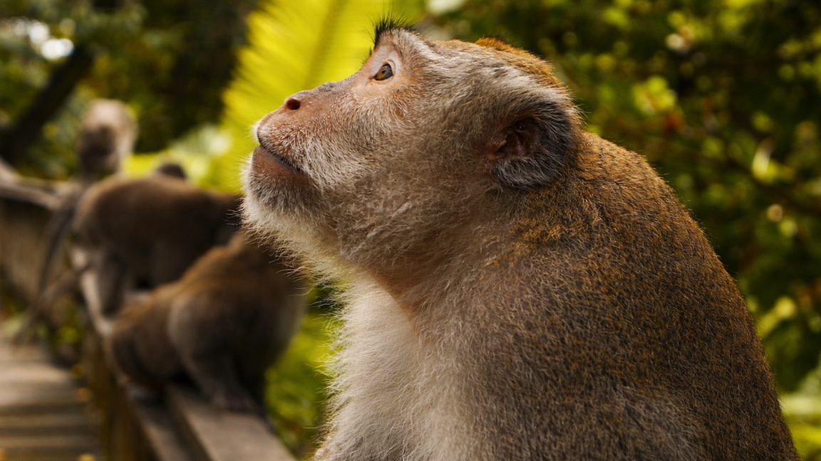 Wild monkey observing surroundings in tropical forest