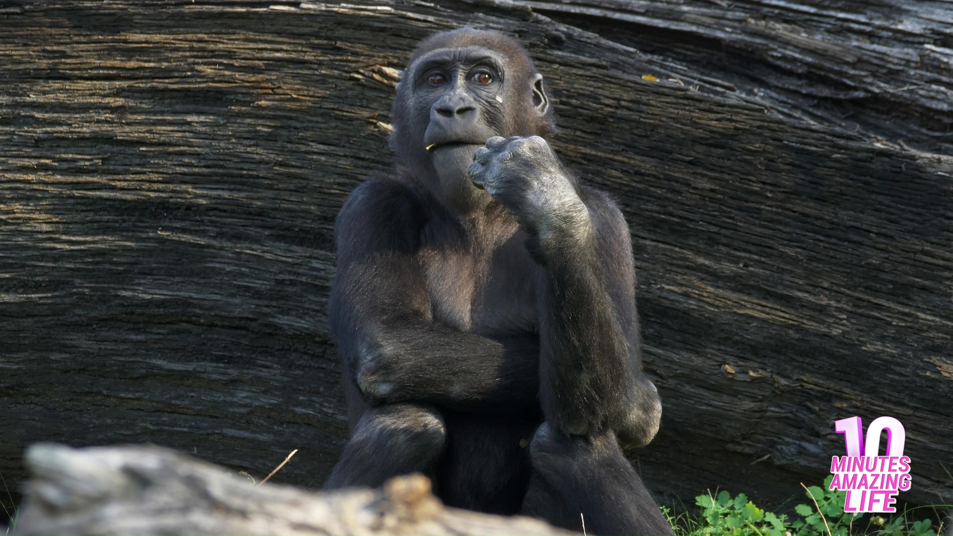 Close-up gorilla showing human-like thinking expression