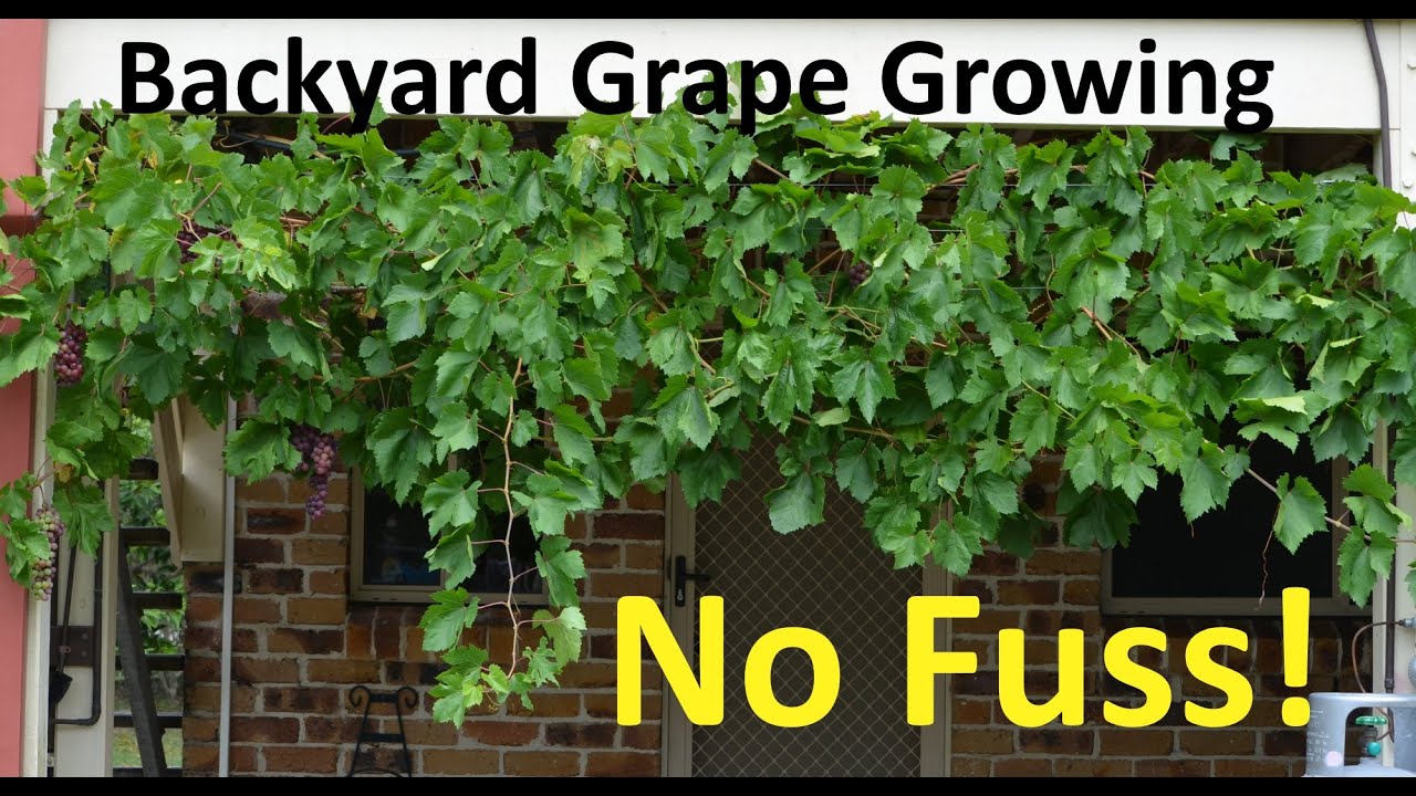 Grow grapes for shade & fruit! Mark’s guide to backyard vines & propagation