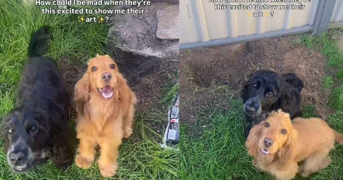 Dogs are super excited to show their owner their digging art