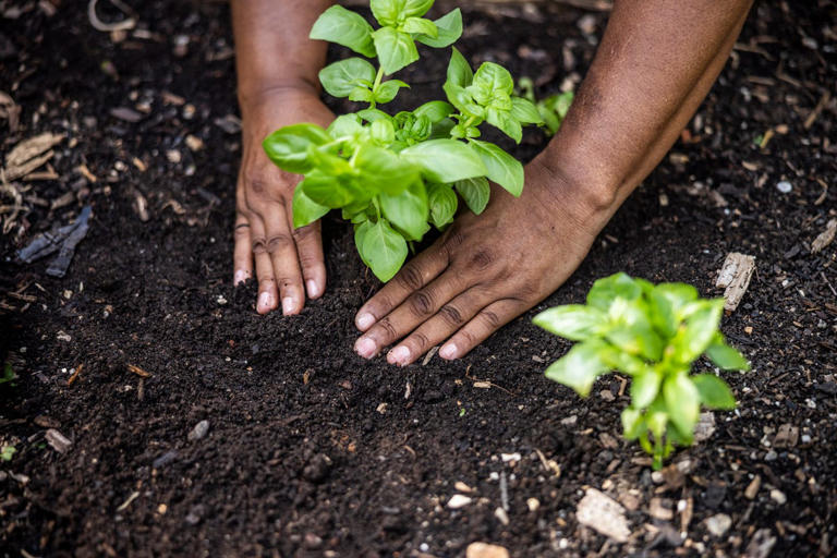 Dreaming of fresh veggies? Here’s how to start your own garden