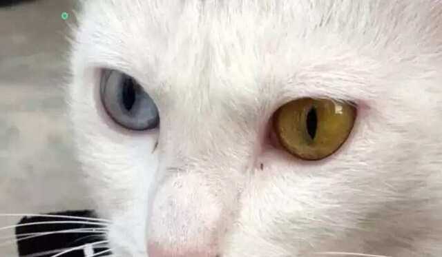 Discover the rare cat that could make you a millionaire