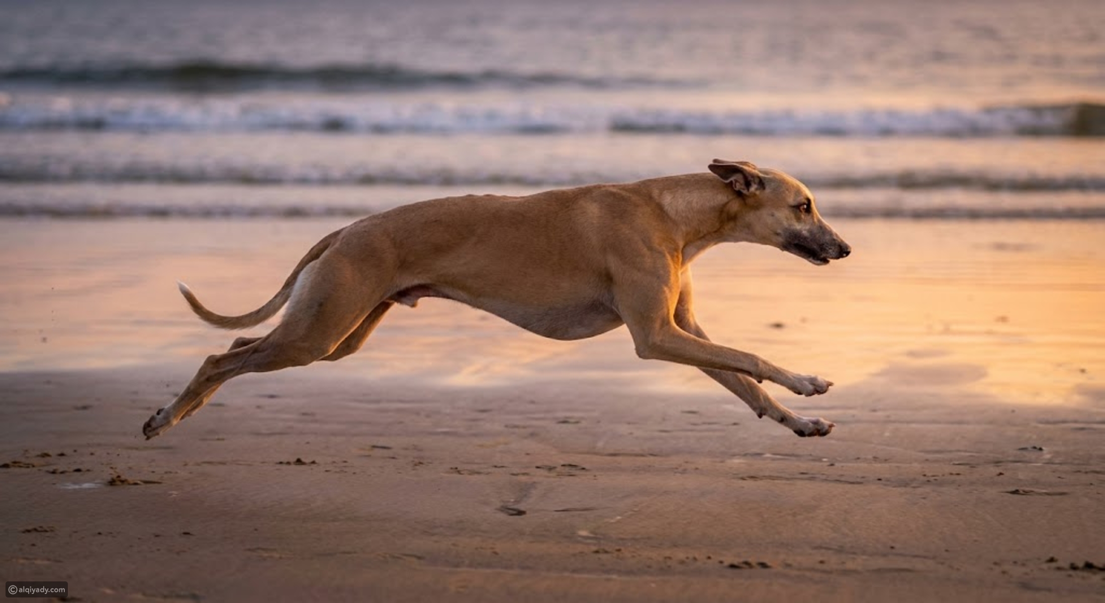 10 healthy dog breeds with the fewest problems