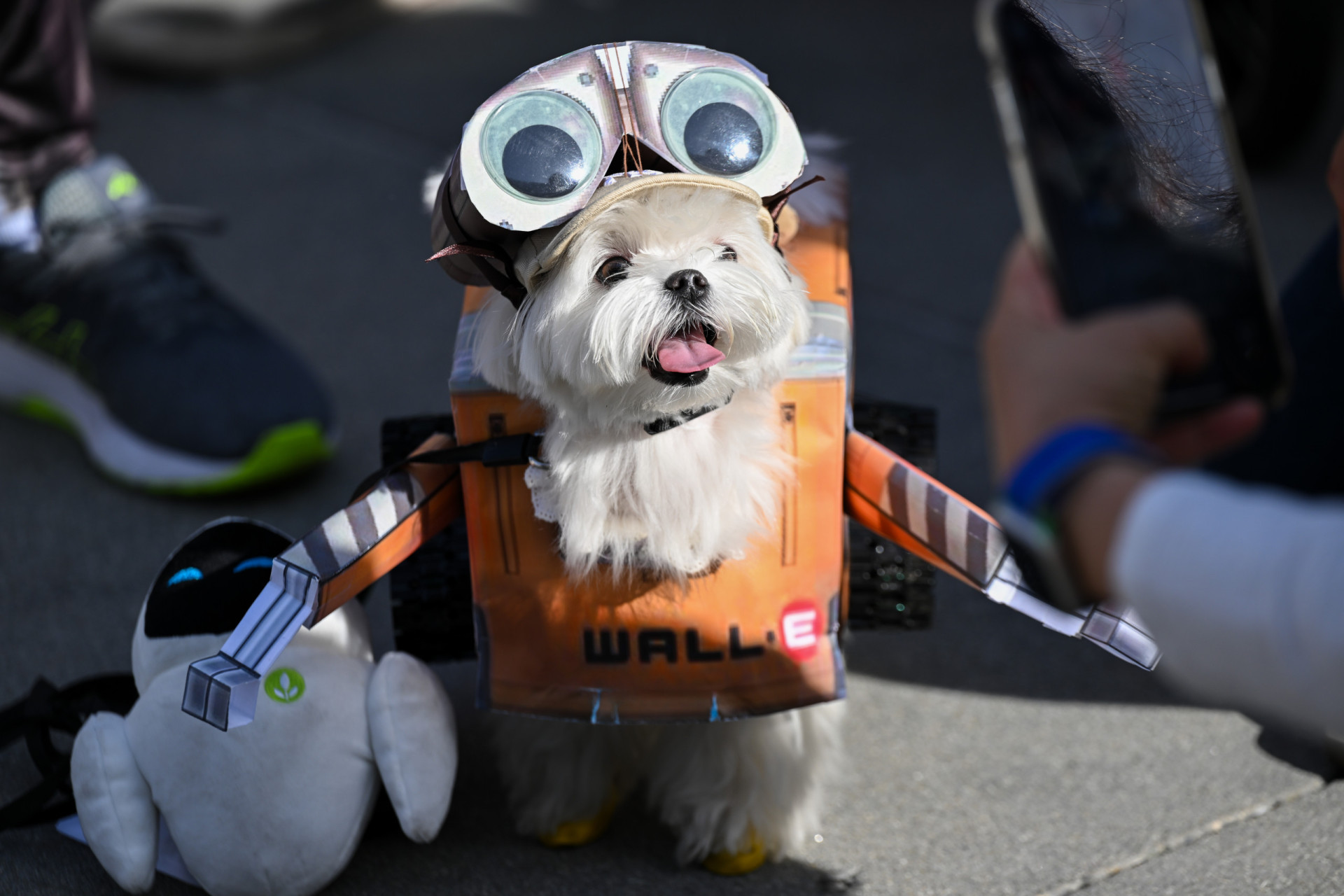 The most popular dog name in each state