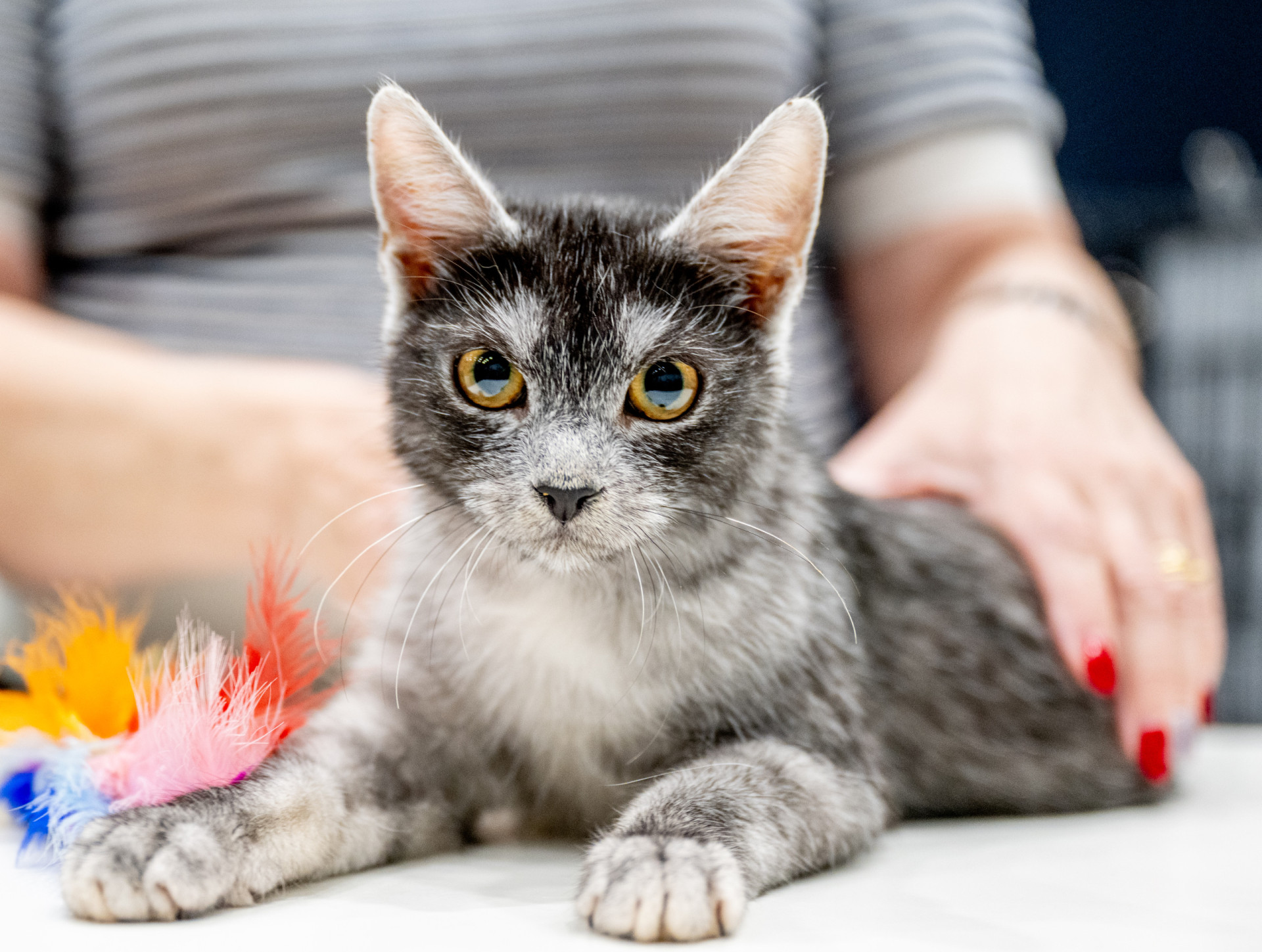 Top 10 byer med flest katte