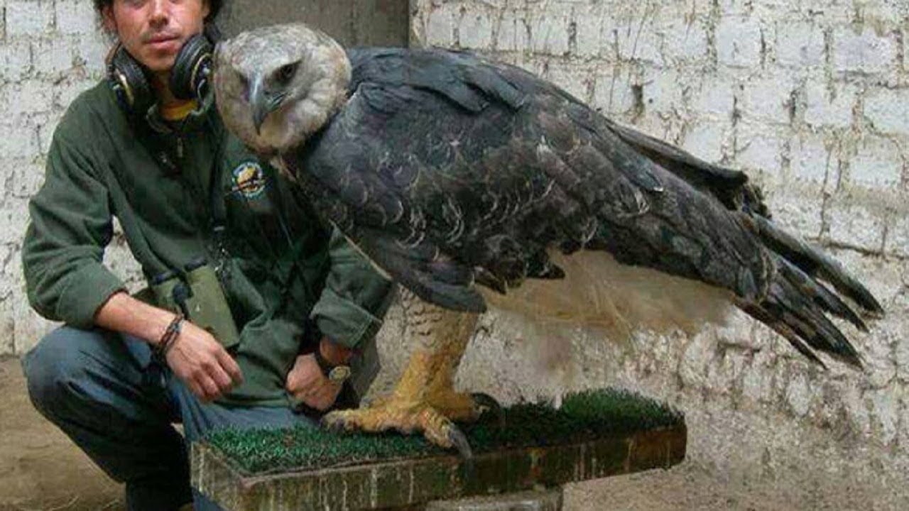 This massive bird is one of the largest in the world, and it has a ...