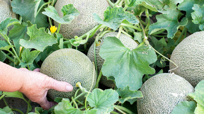 8 herbs and veggies you'll want to grow alongside okra in the garden