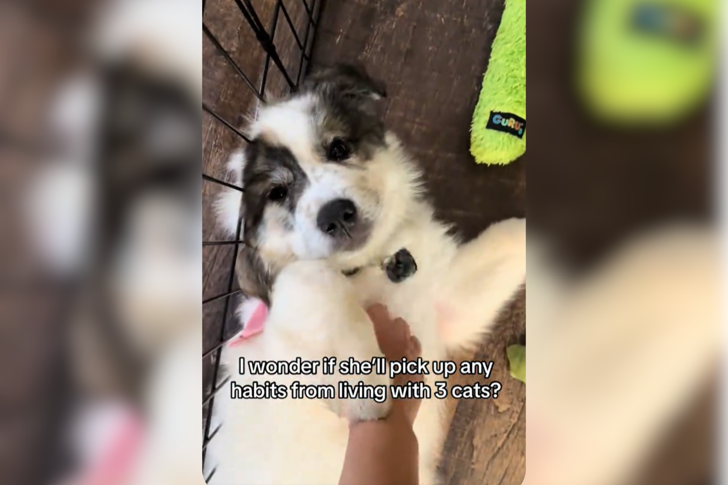 Great Pyrenees puppy raised with cats—owner can't cope with what she copies