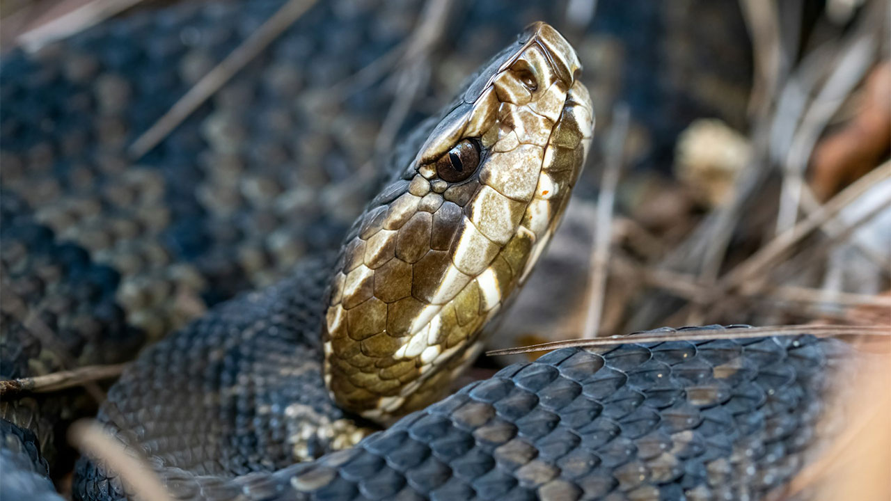 15 US states where snakes are becoming harder to ignore