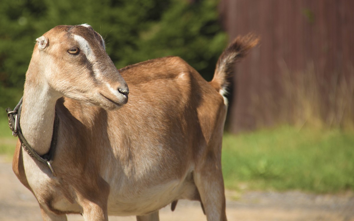 Zeke the goat makes his first friend at Foreverland Farm – a ...