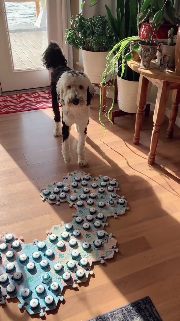 Trying to understand my talking dog’s unique expressions
