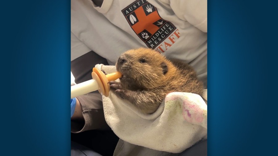 Austin Wildlife’s rescued baby beaver 'Paddles' starts rehab in Amarillo