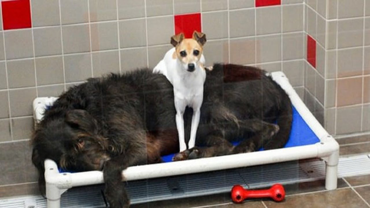 Two dogs were surrendered because baby had allergies now they can’t ...